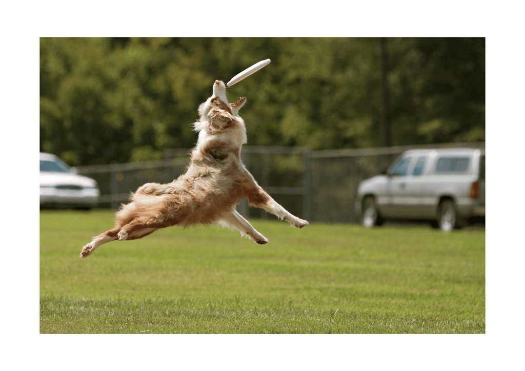 Unleashing Fun: The Best Dog Frisbees for Active and Outdoorsy Dog Own ...