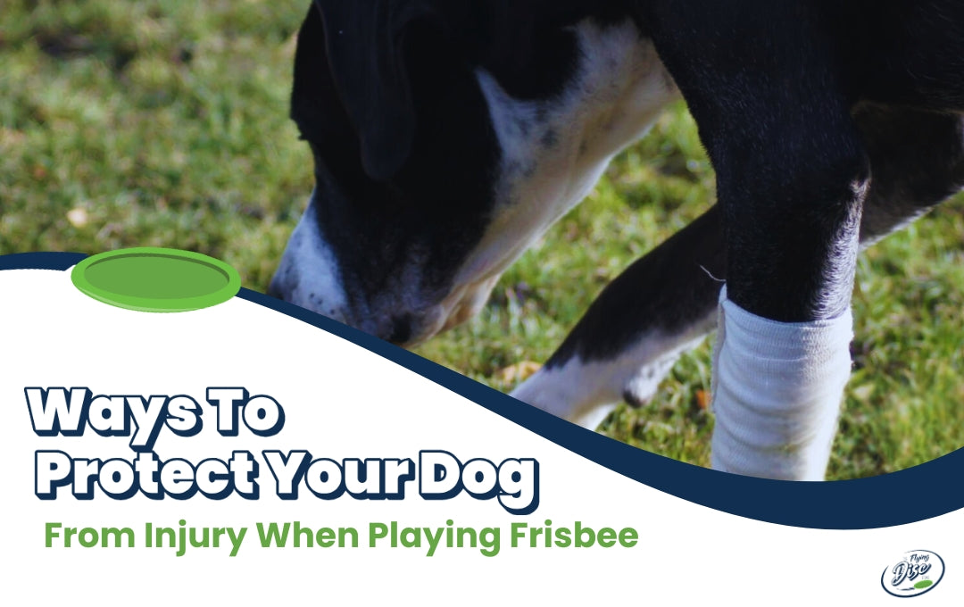 Ways To Protect Your Dog From Injury When Playing Frisbee - Flying Disc ...
